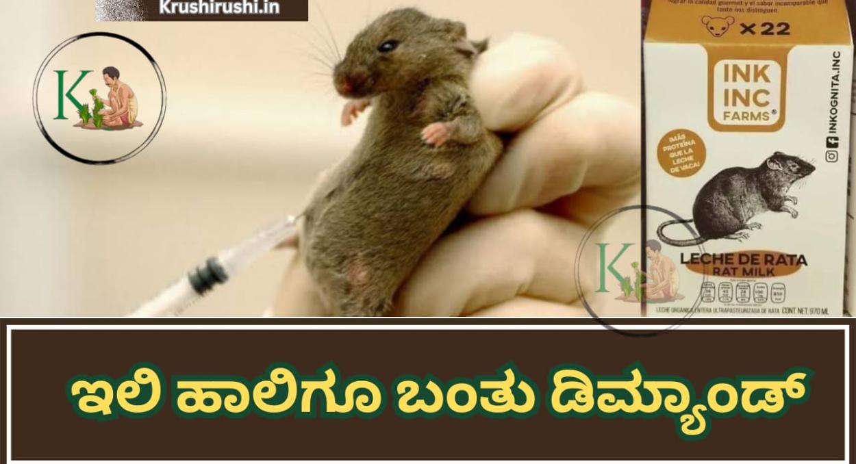 Rat milk-ಕತ್ತೆ ಹಾಲು ಆಯ್ತು, ಈಗ ಇಲಿ ಹಾಲಿಗೂ ಬಂತು ಡಿಮ್ಯಾಂಡ್ - Krushi Rushi ...
