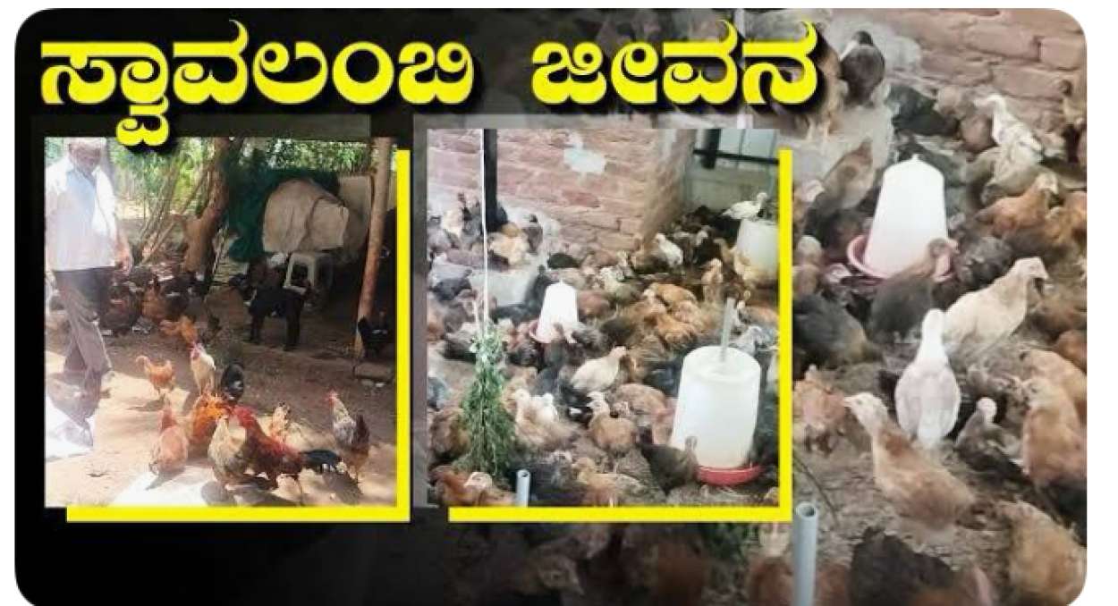 Poultry farming-85 ರ ವಯಸ್ಸಿನಲ್ಲೂ ಕೋಳಿ ಸಾಕಾಣಿಕೆಯಿಂದ ಪ್ರತಿದಿನ ಸಾವಿರ ...